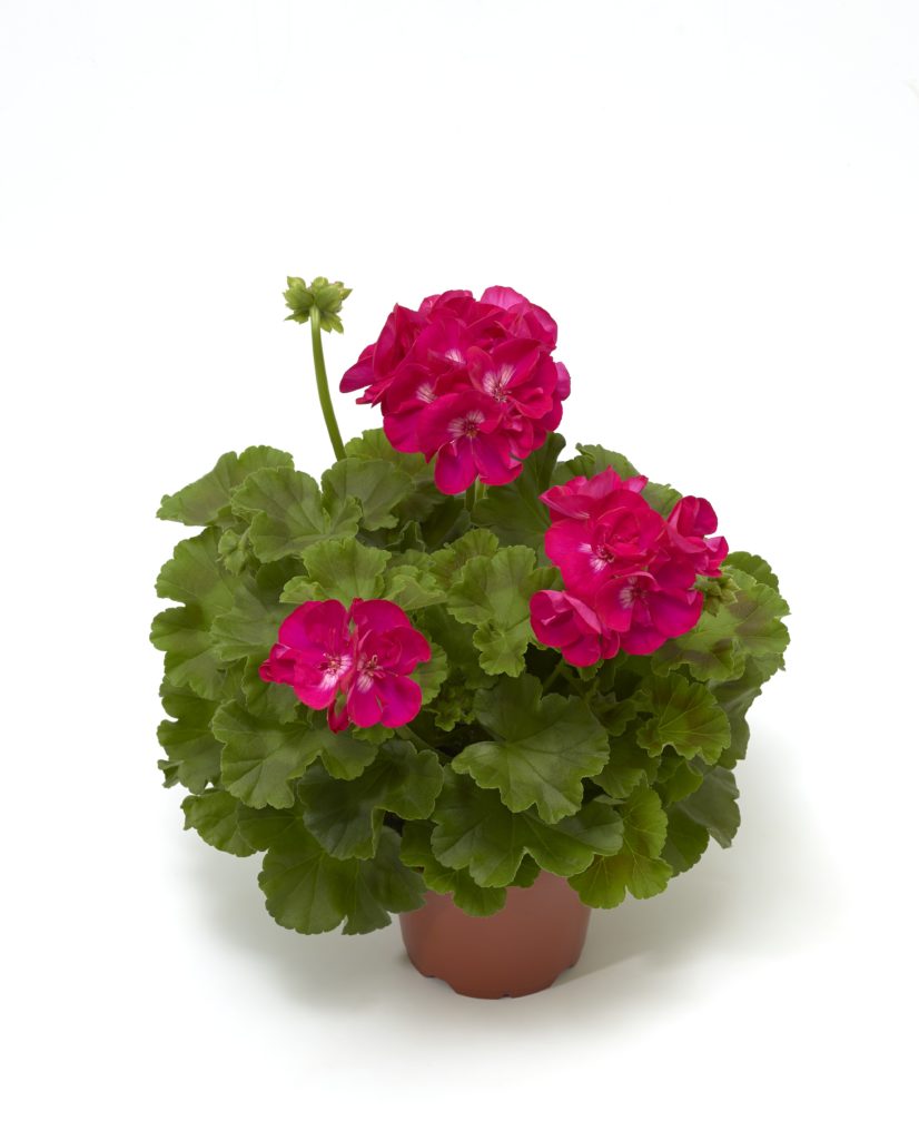 Calliope L Hot Rose – Květiny do truhlíků